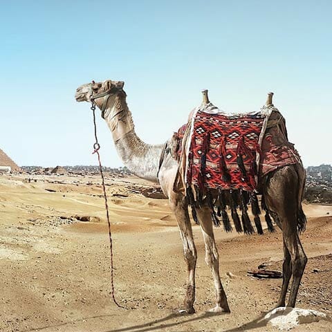 Splendors of Egypt | February 4-17, 2027